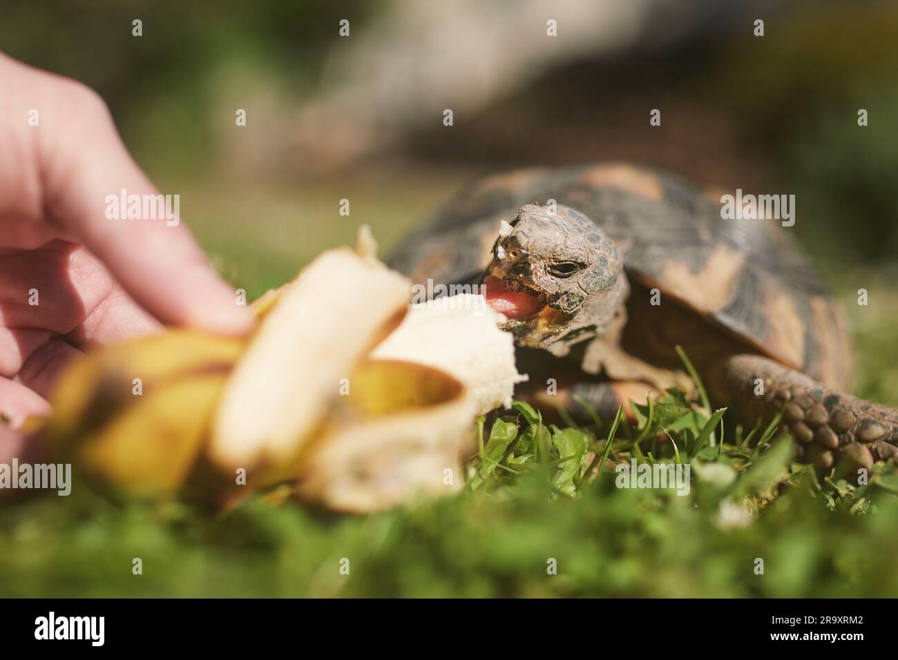 Pet owner giving his turtle a ripe banana to eat in grass on back yard ...