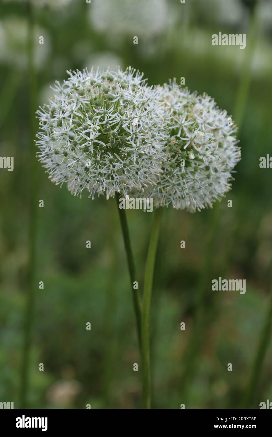 White Allium Cb2