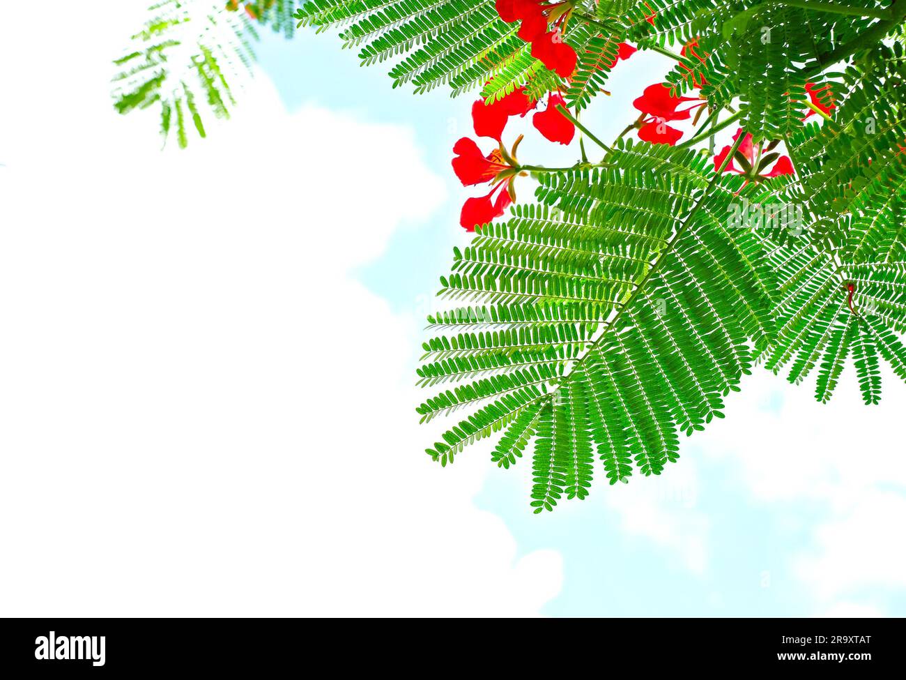 Red flowers and delicate green leaves, flamboyant tree (Delonix regia ...