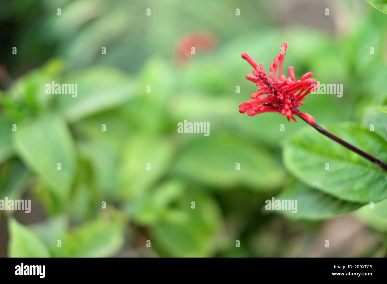 Original red flower on a long stem, soft blurred floral empty space ...