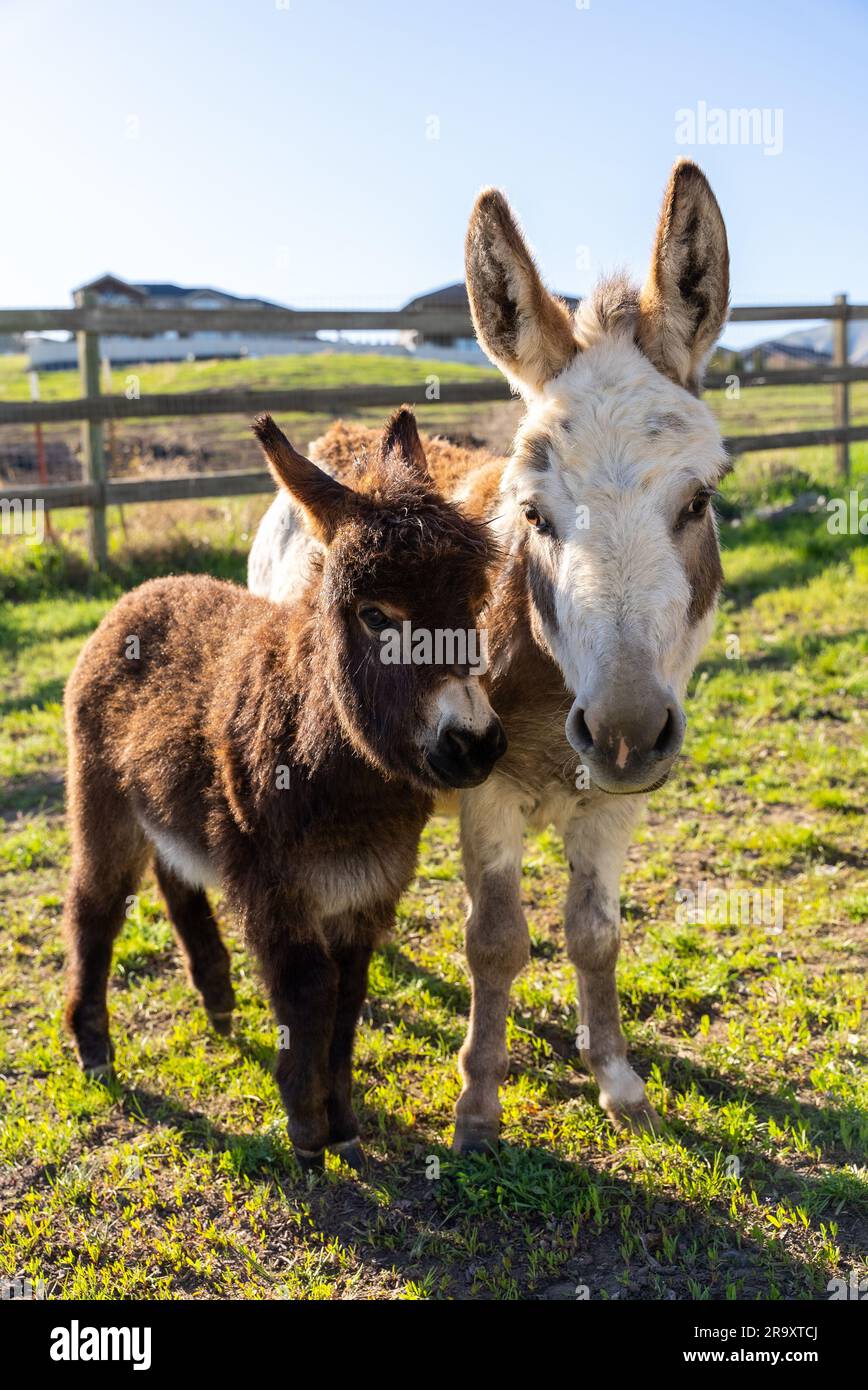 Mother and Child Miniature Donkey Stock Photo - Alamy