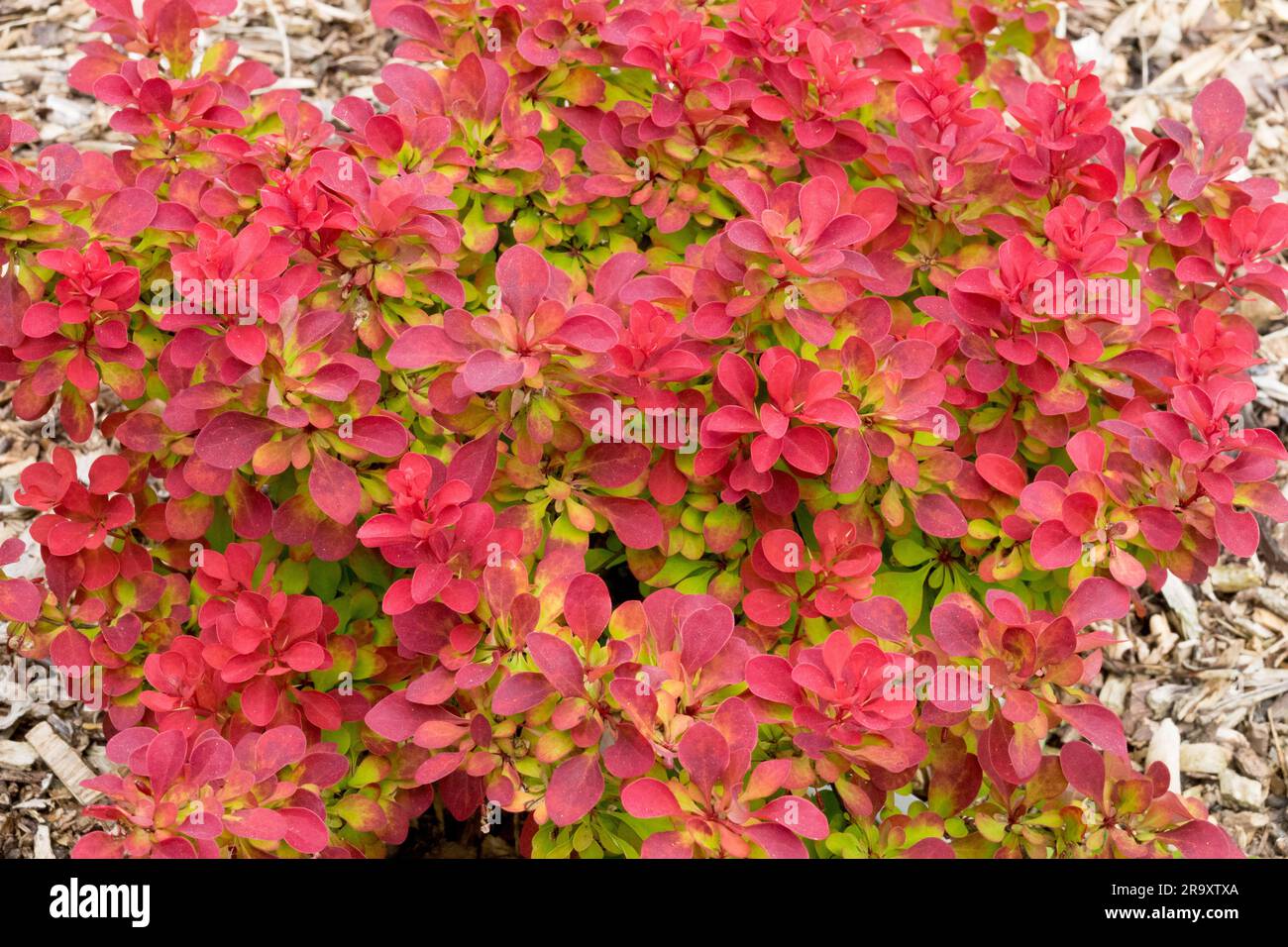 Berberis thunbergii "Ruby Star", Japanese Barberry Stock Photo - Alamy