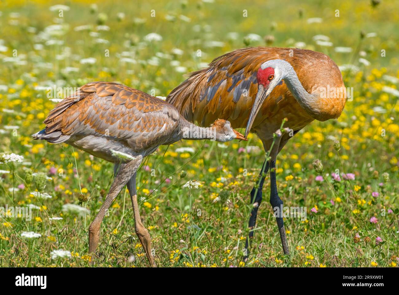 A parent Sandhill Crane and its colt forage together in a midwestern ...