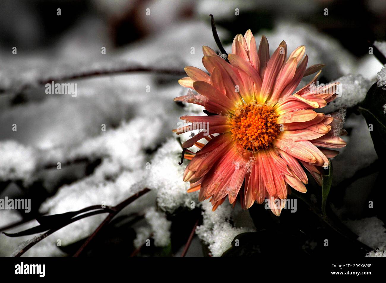 Mono coloured hi-res stock photography and images - Alamy