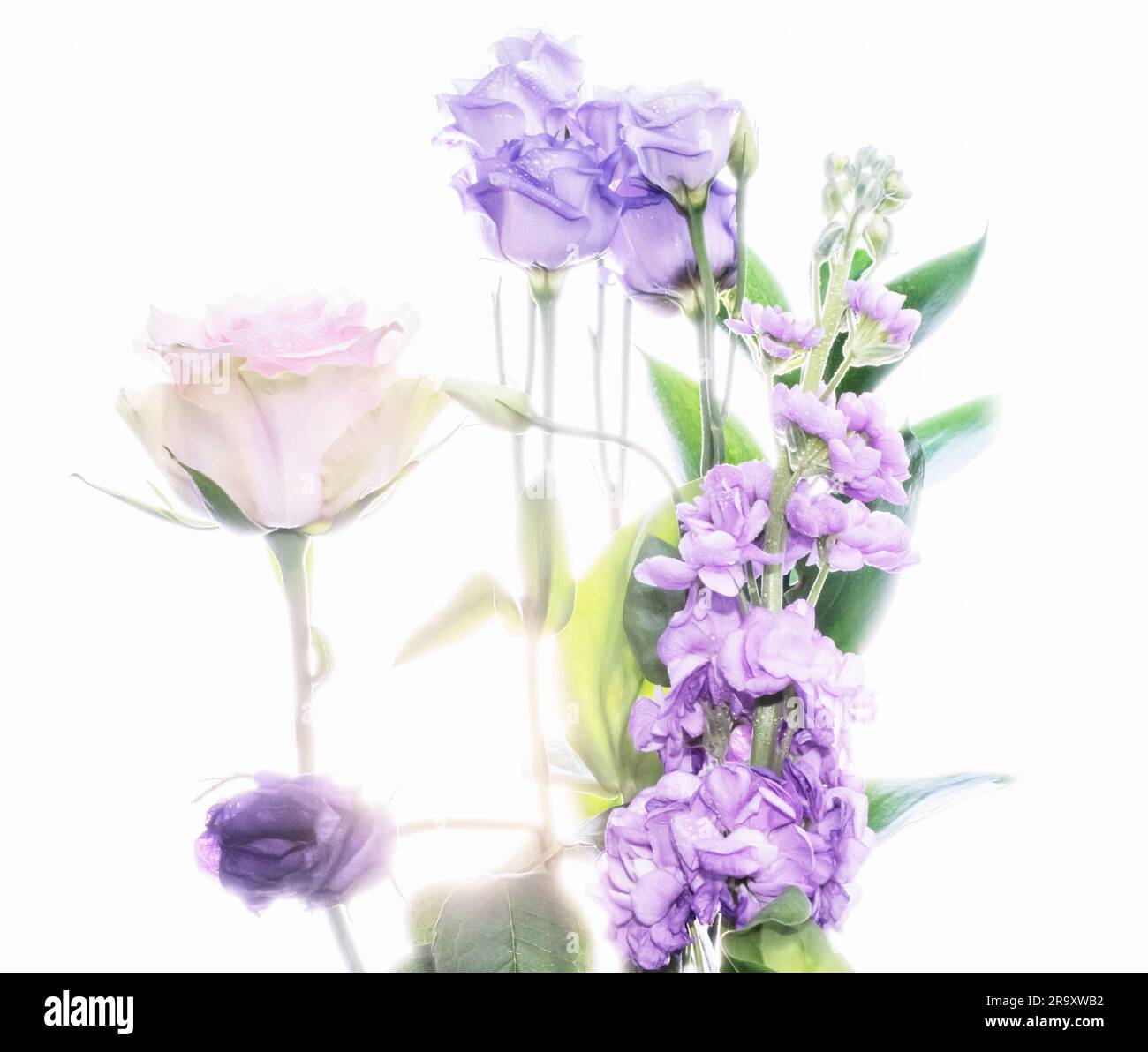 High key flower hi-res stock photography and images - Alamy