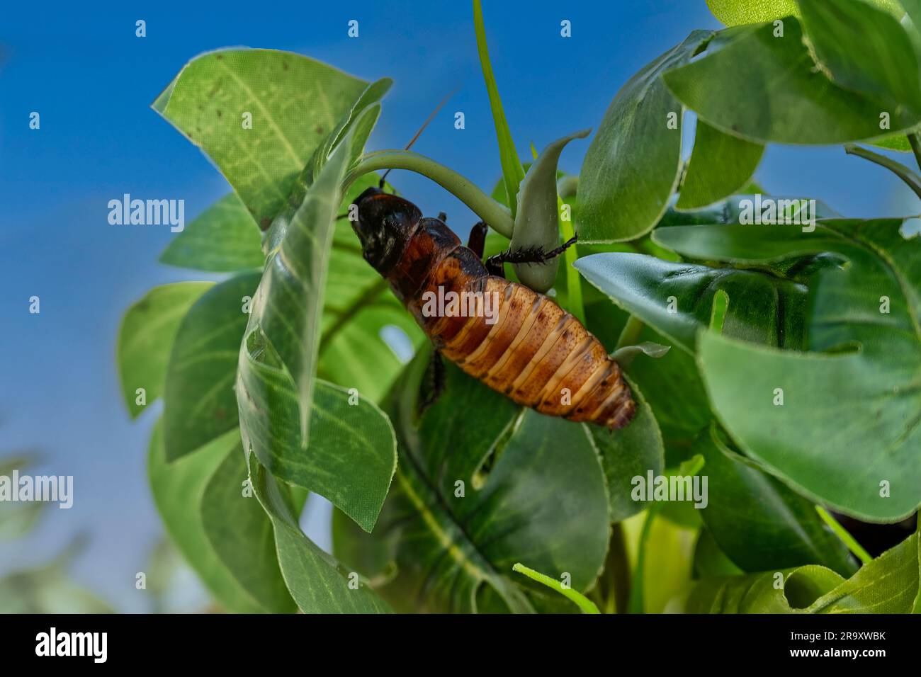 Single Madagascar Hissing Cockroach - latin Gromphadrohina portentosa ...