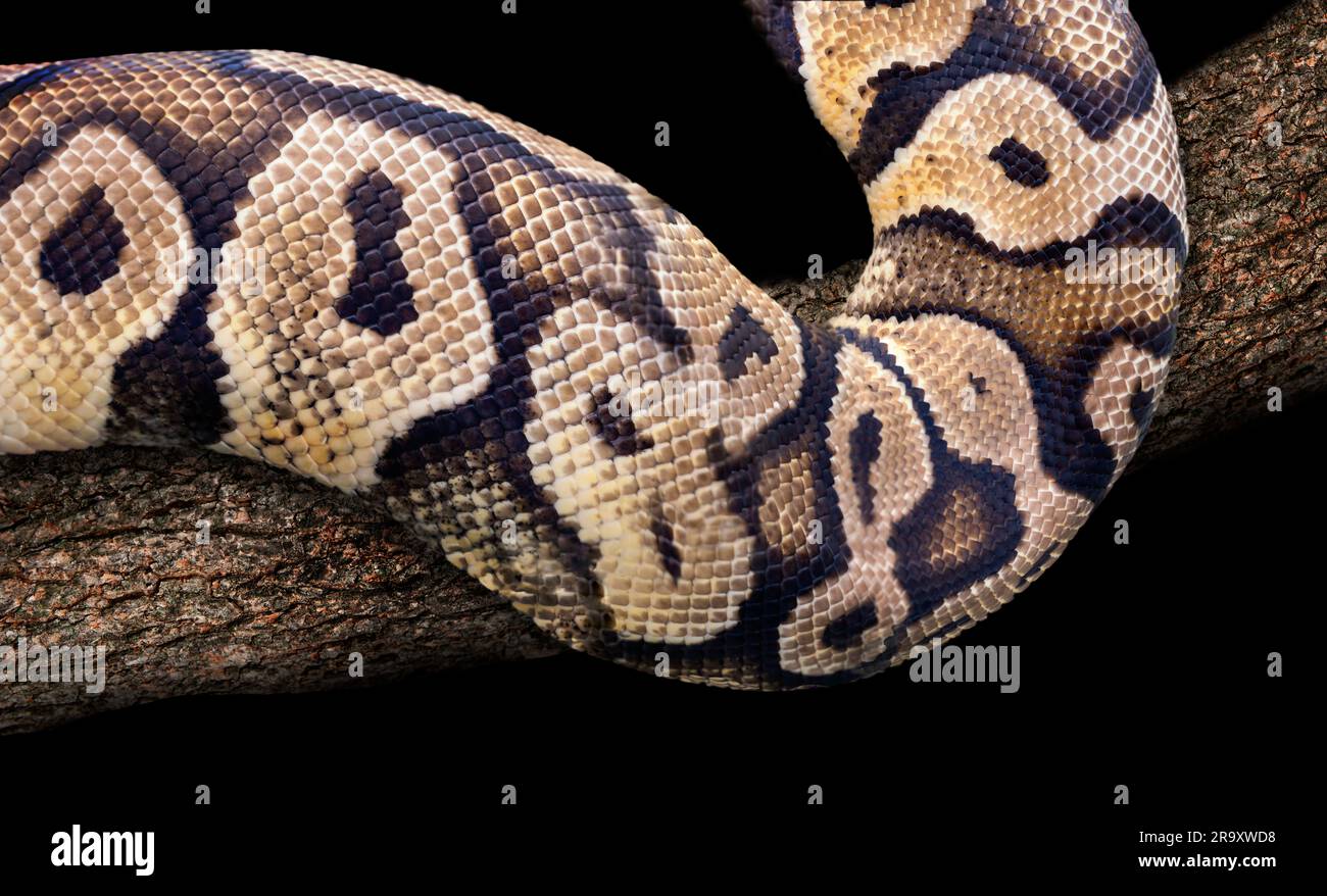 Corn snake, Pantherophis guttatus, sometimes called red rat snake, is a ...