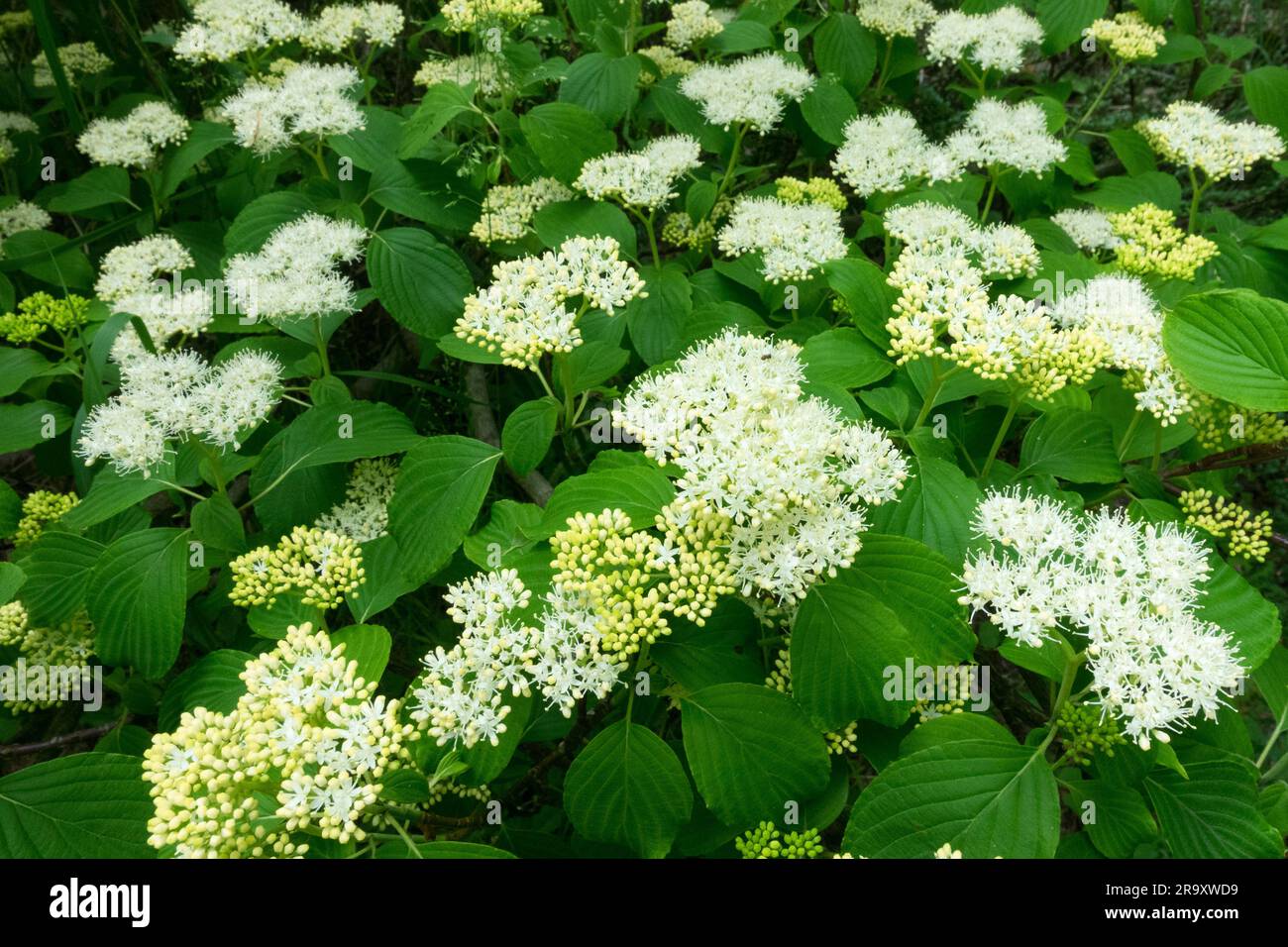 Flowering Dogwood, Cornus alternifolia "Winter Orange", Shrub, Garden ...