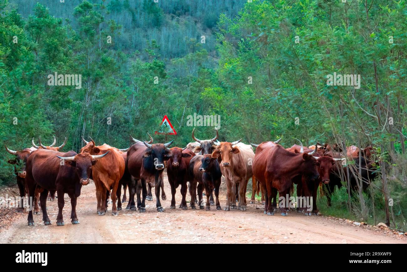 Road block.A herd of cattle block Prince Alfred's Pass near Avontuur ...