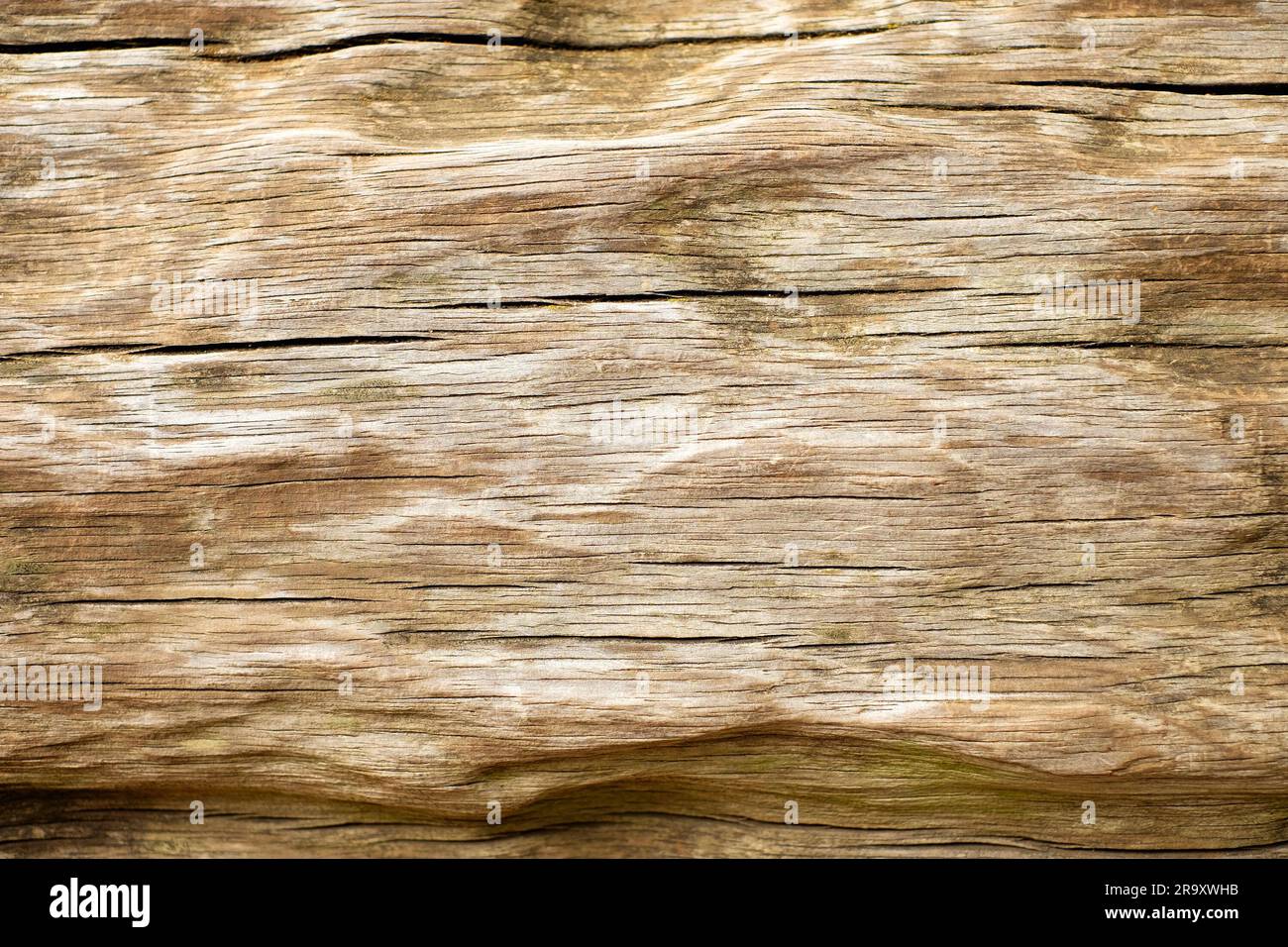 Timber natural background, petrified wood surface Stock Photo - Alamy