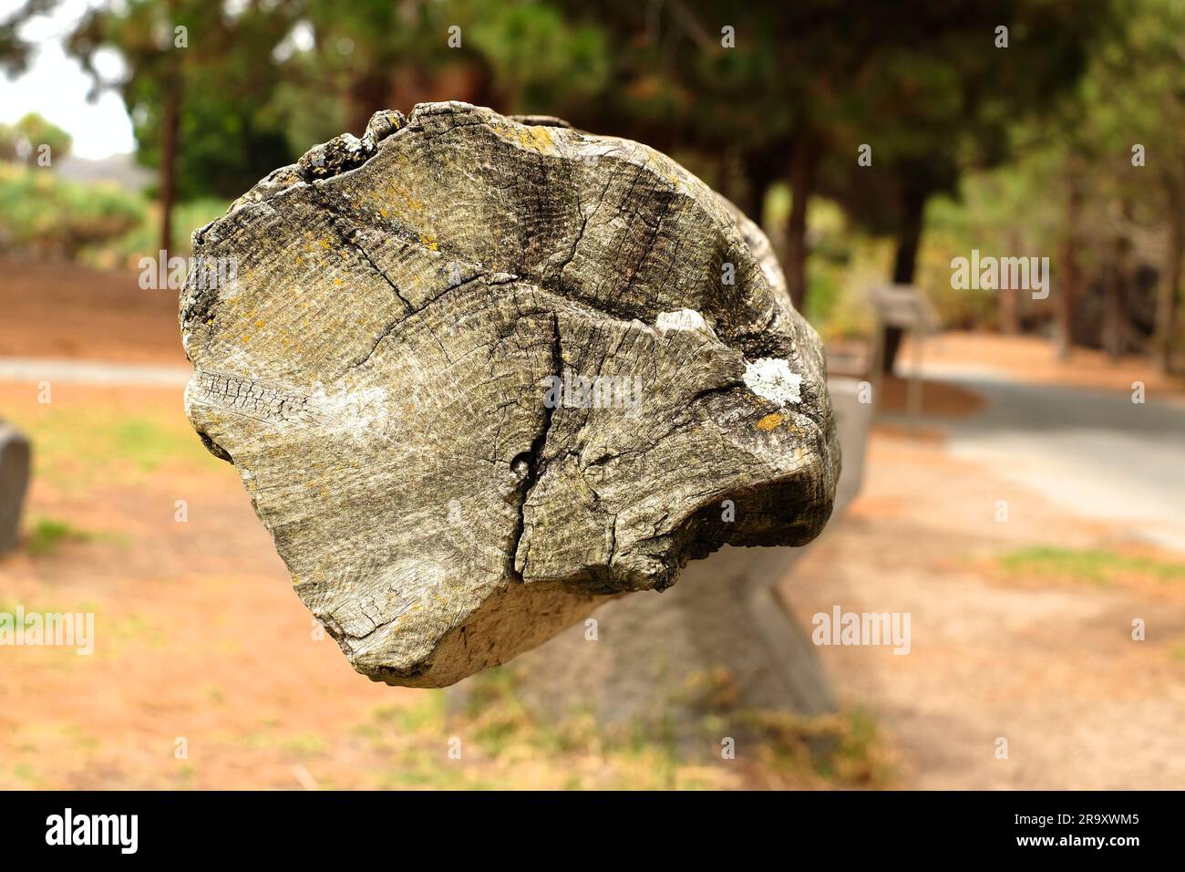 Petrified wood, Jurassic pine tree log in outdoor exposition Stock ...
