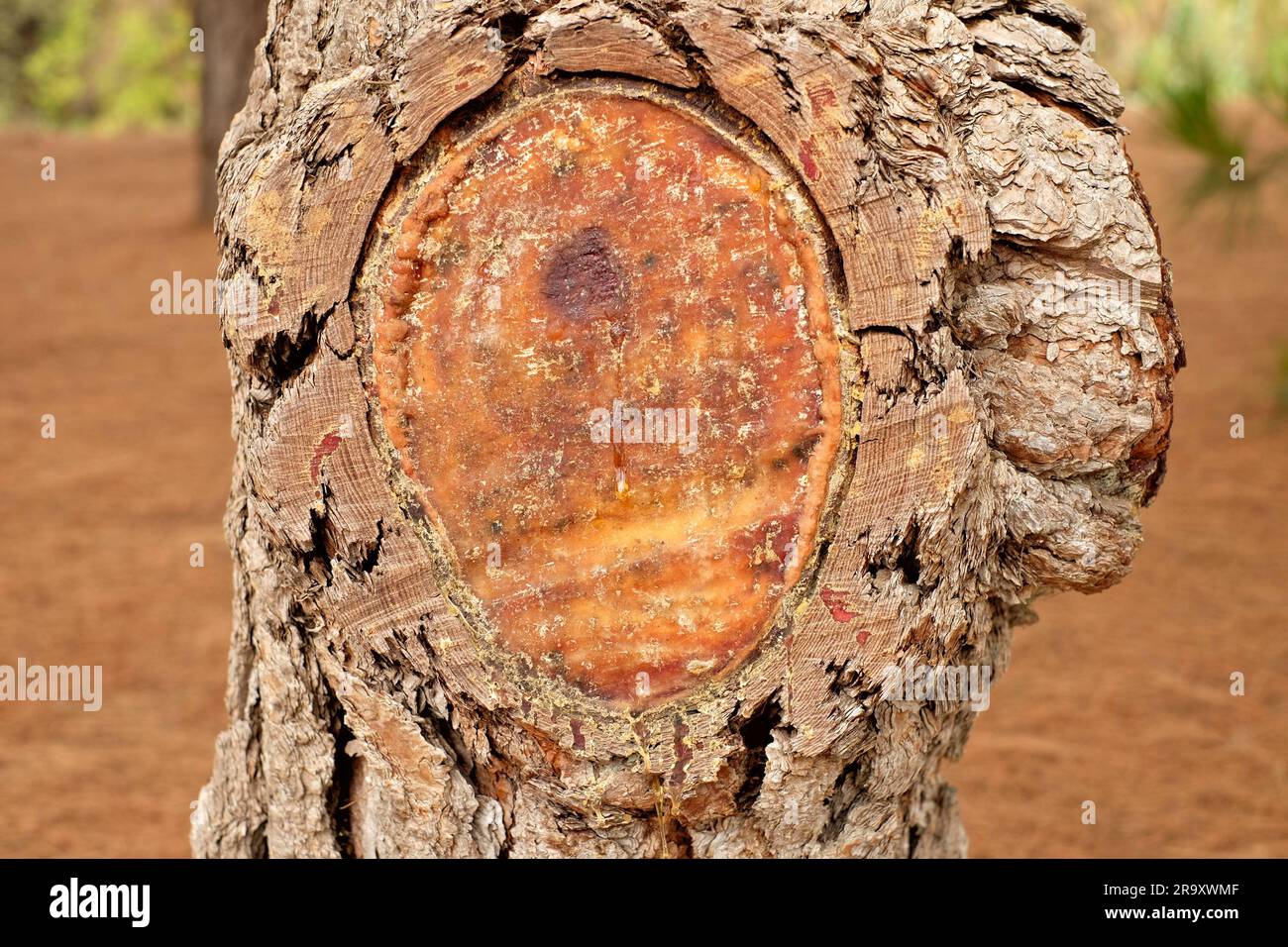 Black pine tree section with bark and a large wood knot covered in ...
