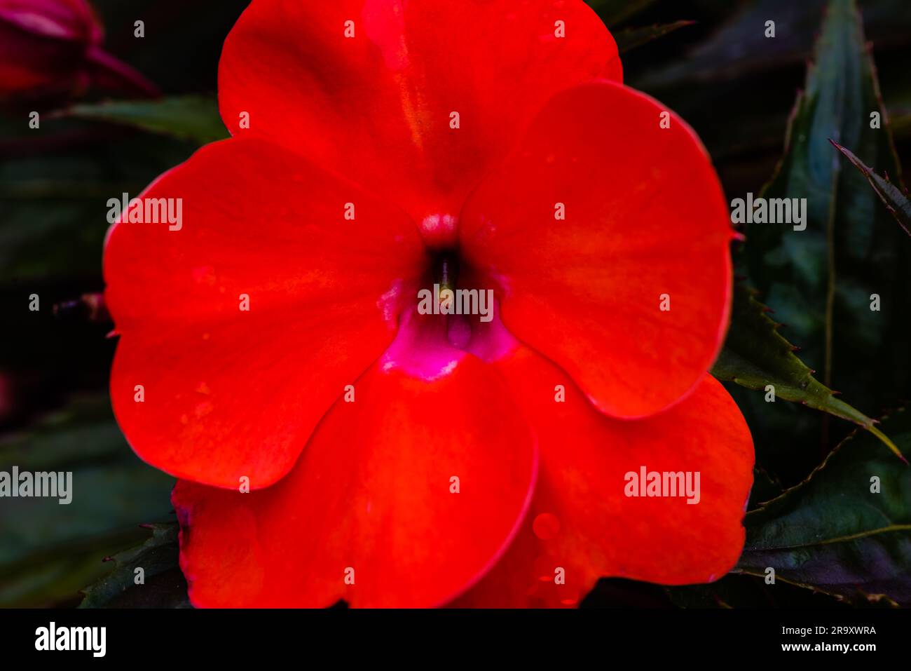 Garden Pink Diane growing in a Devon Country Garden Stock Photo - Alamy