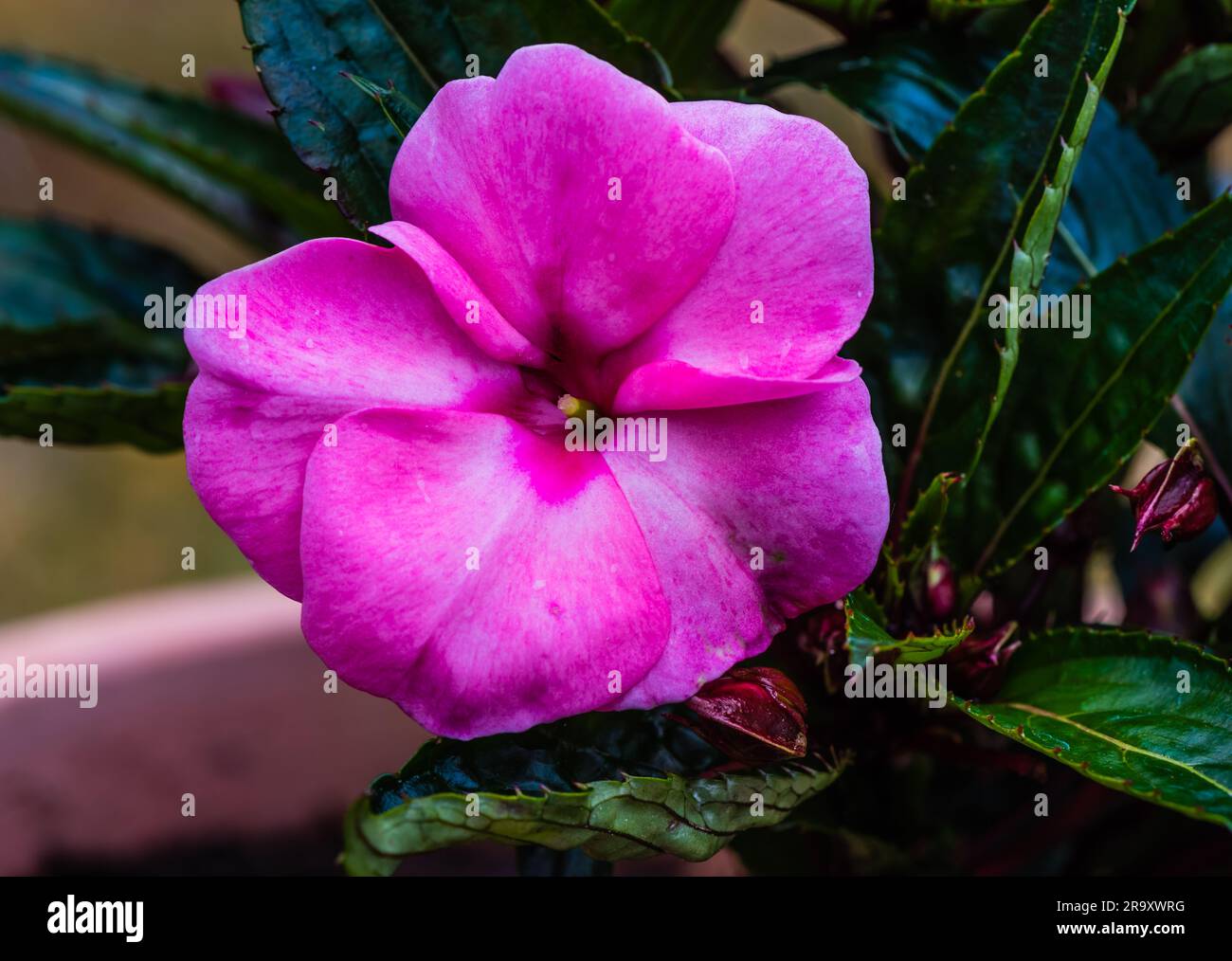 Pelargonium super cascade salmon blush hi-res stock photography and ...