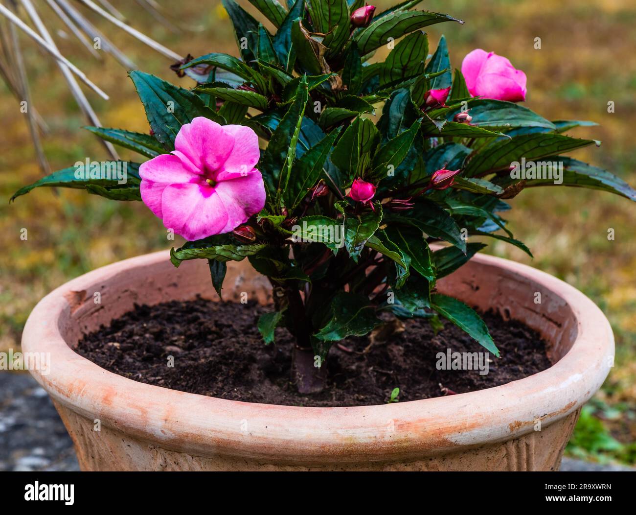 Pelargonium Super Cascade Salmon Blush growing in a Devon Country ...