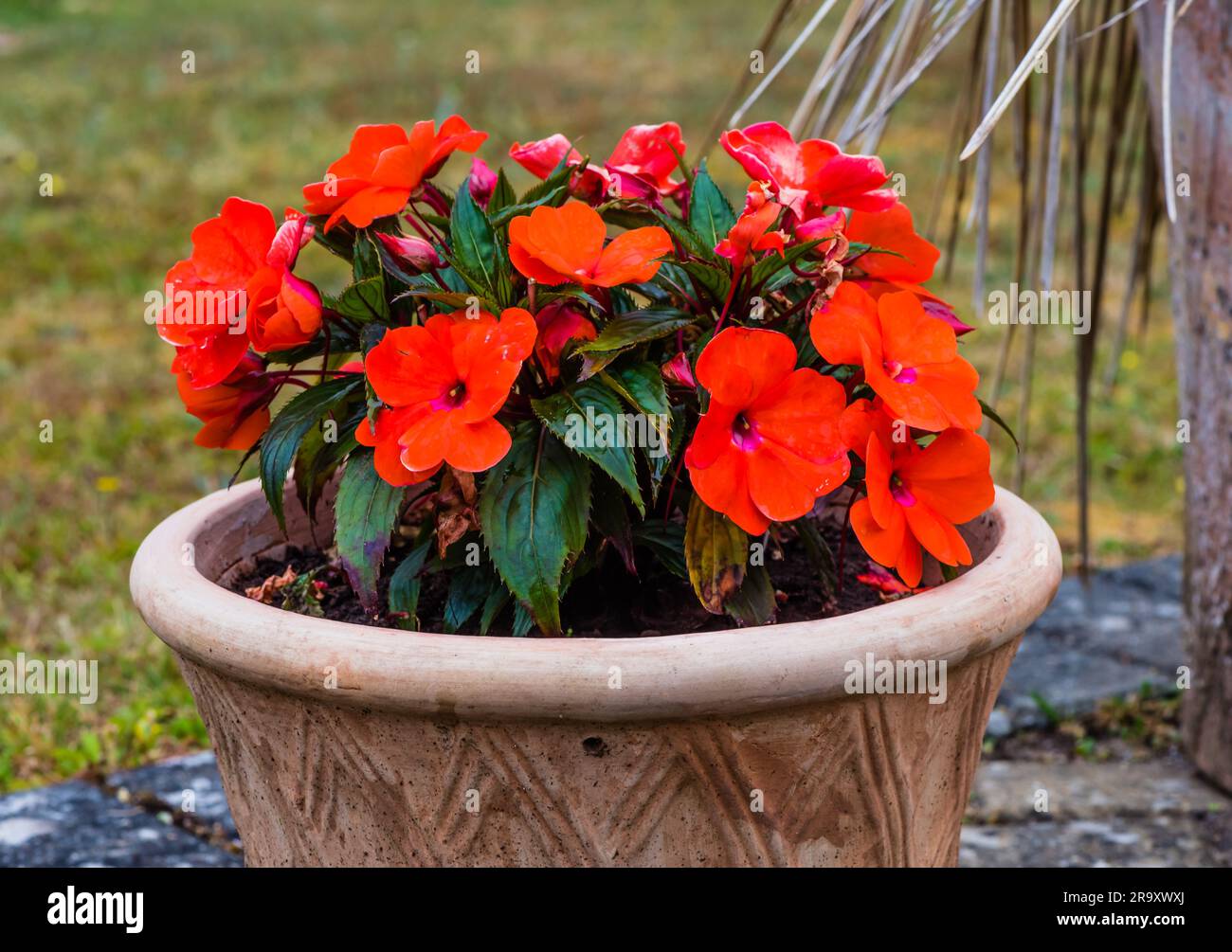 Garden Pink Diane growing in a Devon Country Garden Stock Photo - Alamy