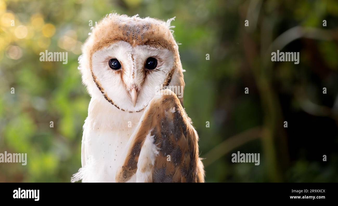portrait of a wild juvenile female barn owl Stock Photo - Alamy
