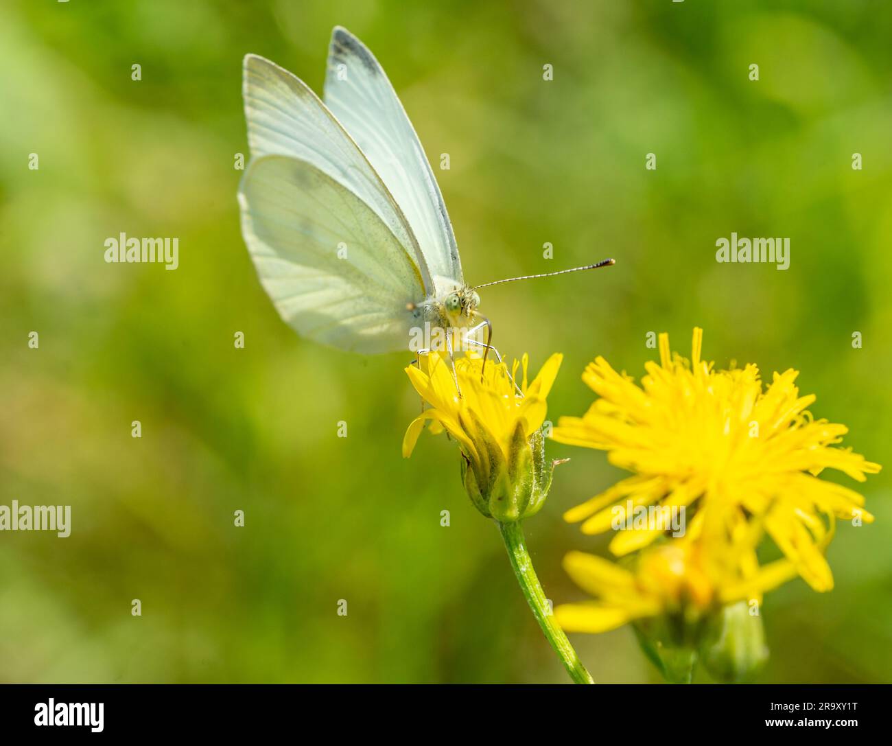 Little Cabbage White butterfly on a flower Stock Photo - Alamy