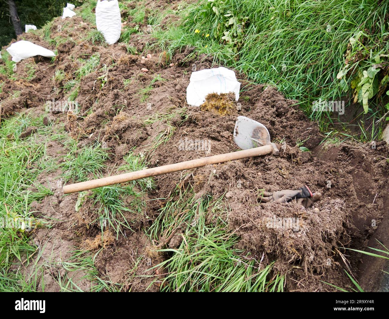 Rural Agriculture: A Look at the Potato Farm Industry Stock Photo - Alamy