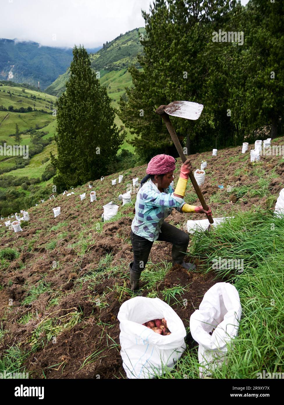 Rural Agriculture: A Look at the Potato Farm Industry Stock Photo - Alamy