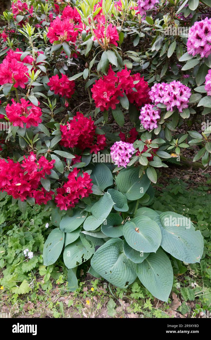 Flowering, Rhododendrons, Plantain Lily, Hosta sieboldiana "Elegans ...