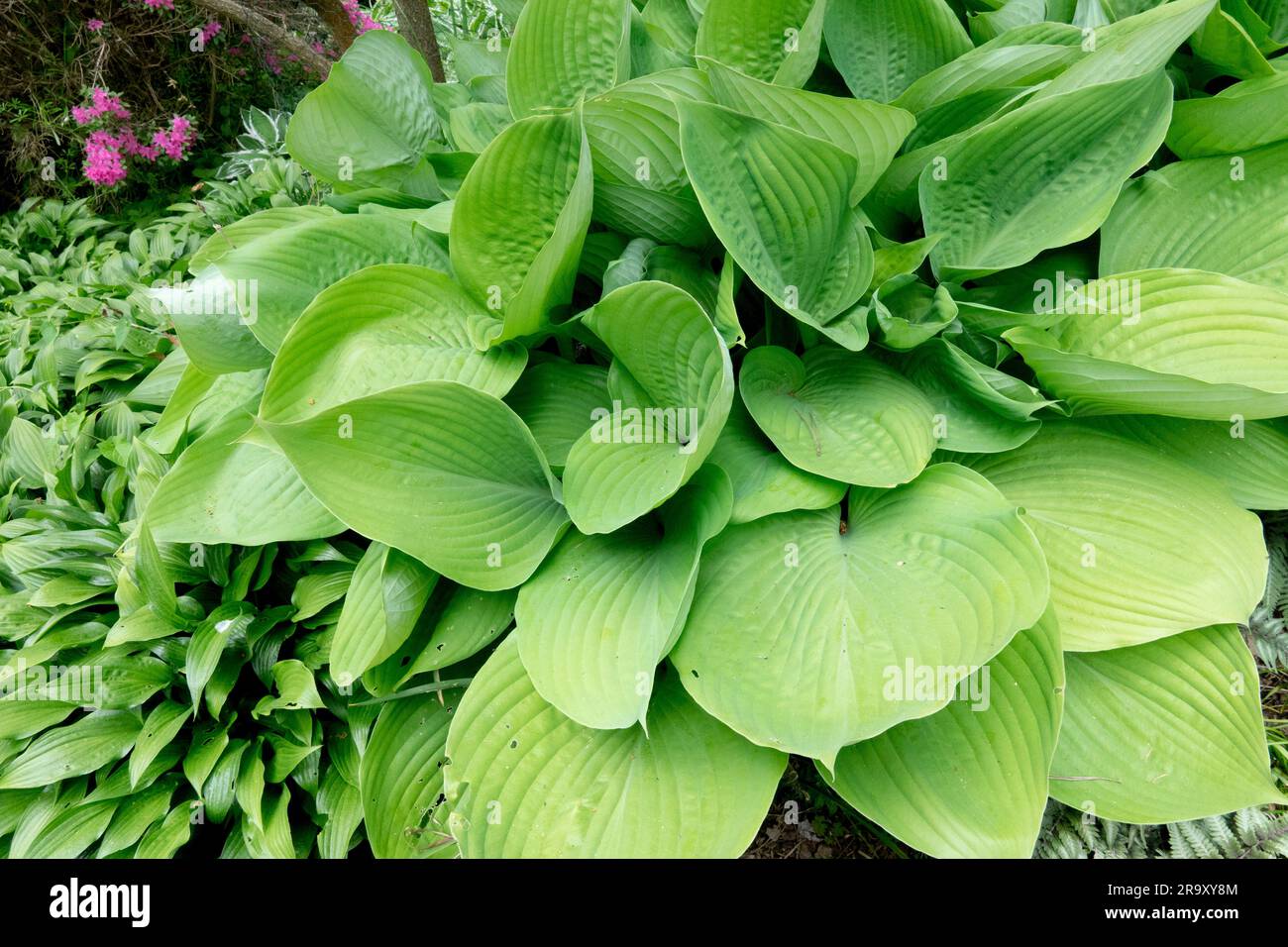 Plantain Lily, Hosta "Sum and Substance", Funkia, Garden, Hostas Stock ...