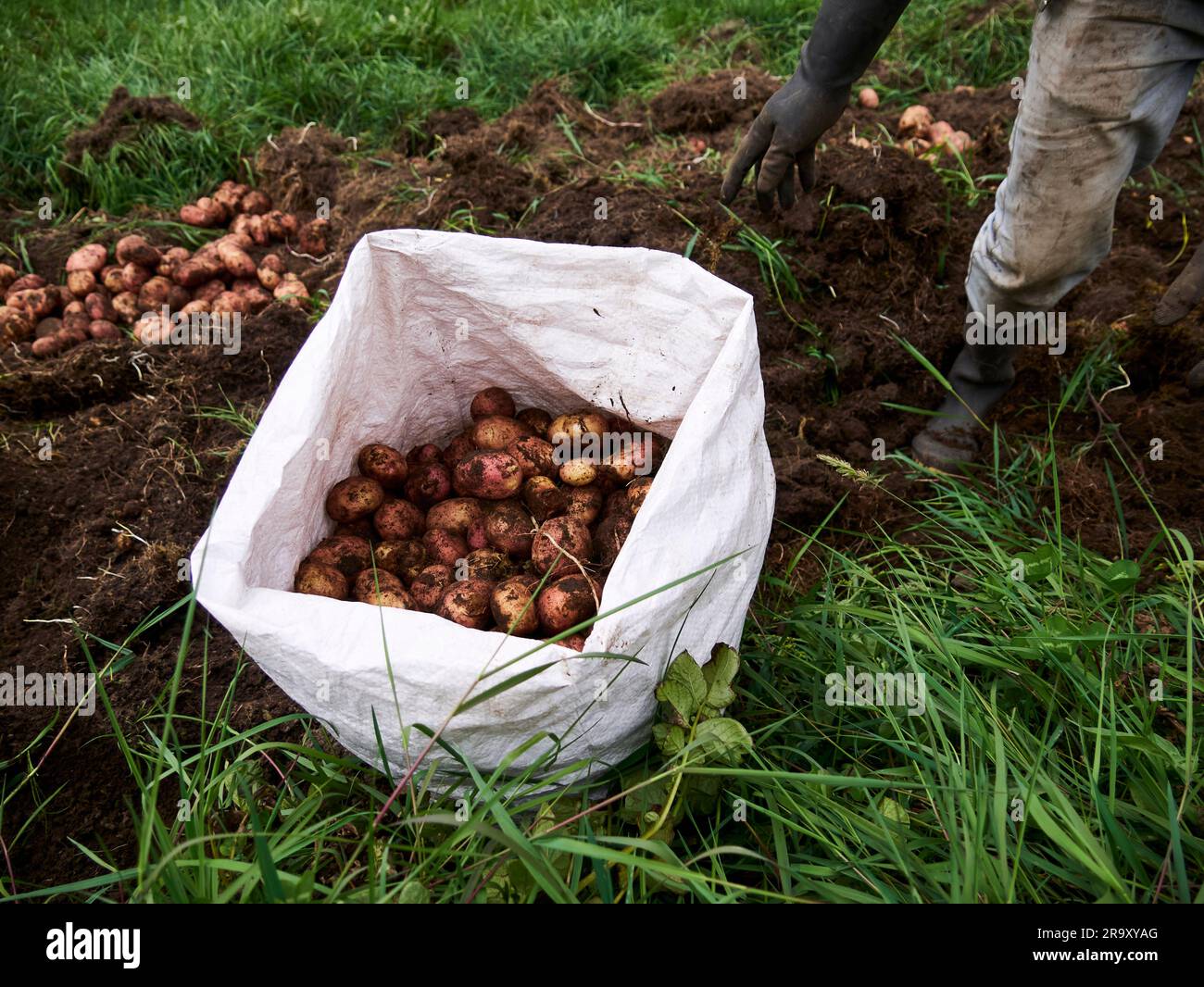 Rural Agriculture: A Look at the Potato Farm Industry Stock Photo - Alamy