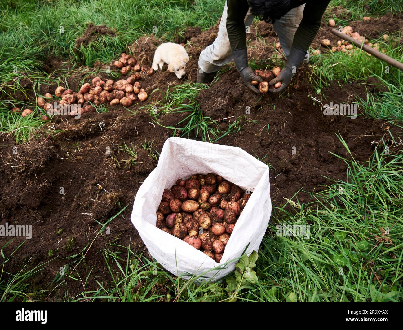 Rural Agriculture: A Look at the Potato Farm Industry Stock Photo - Alamy