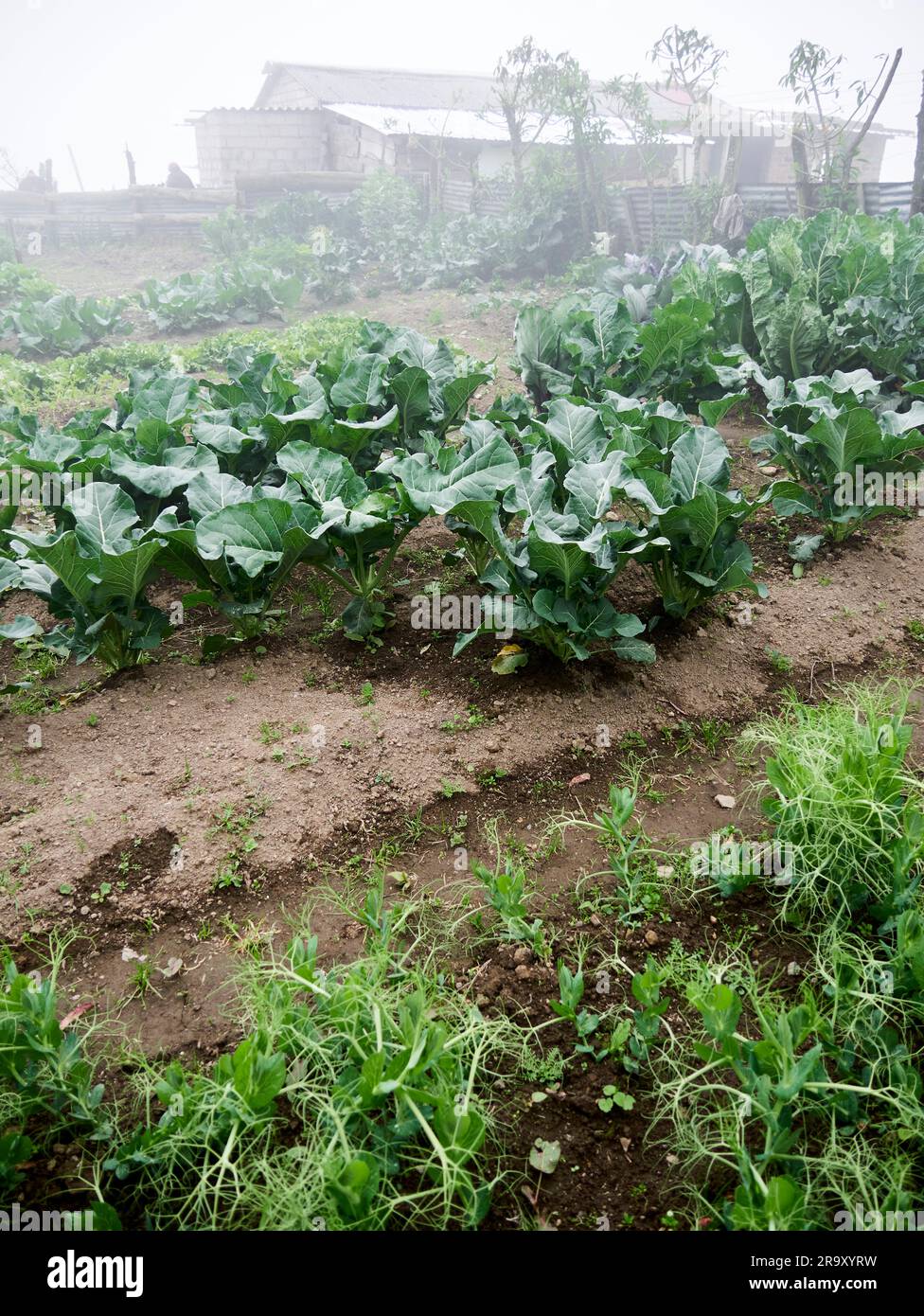 Rural Agriculture: A Look at the vegetables Farm Industry Stock Photo ...