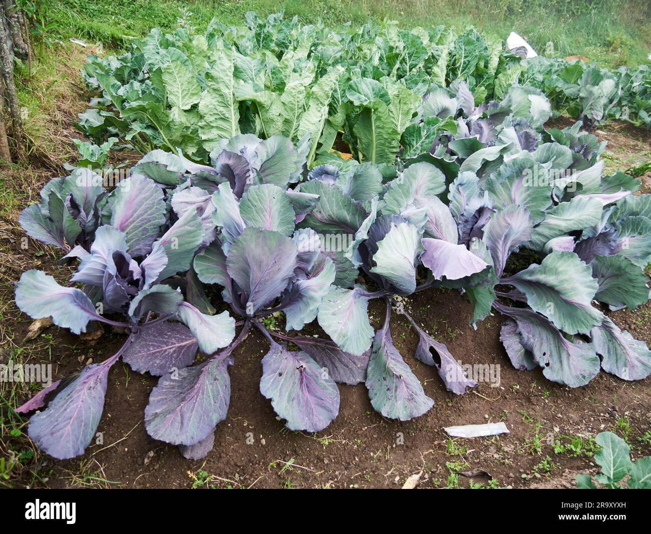 Rural Agriculture: A Look at the vegetables Farm Industry Stock Photo ...