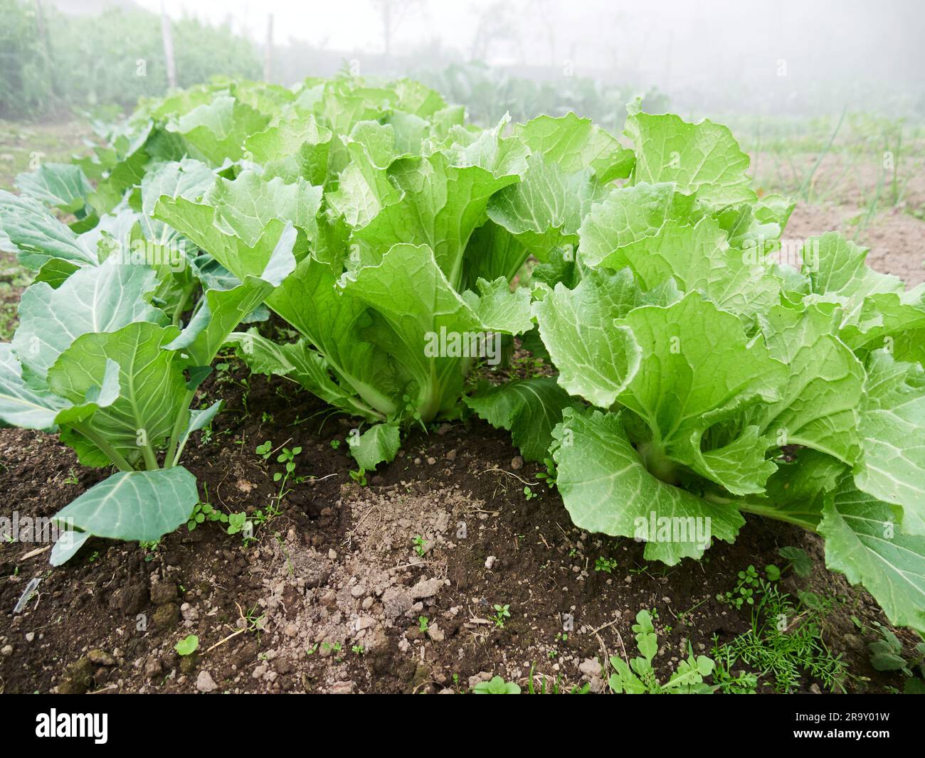 Rural Agriculture: A Look at the vegetables Farm Industry Stock Photo ...
