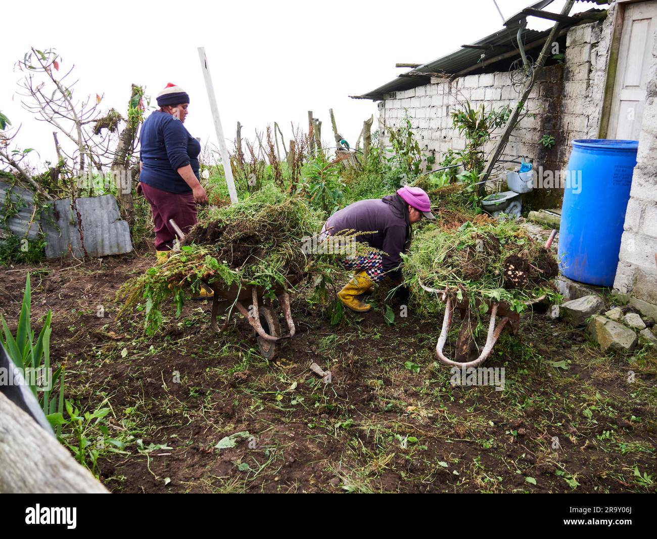 Rural Agriculture: A Look at the vegetables Farm Industry Stock Photo ...