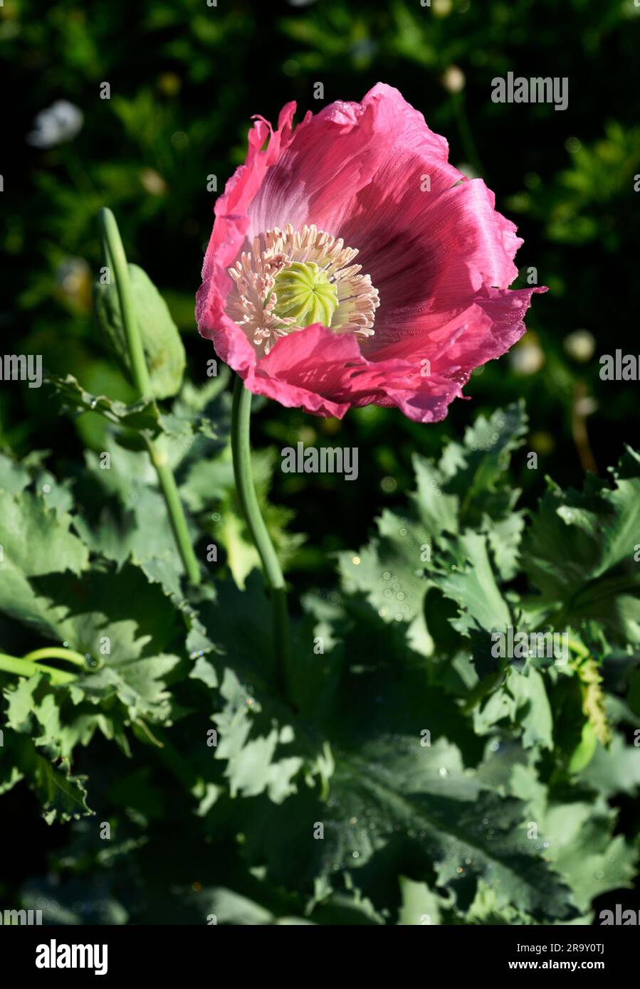An opium poppy (Papaver somniferum) growing in a backyard garden in ...