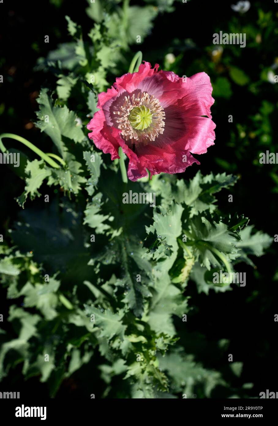 An opium poppy (Papaver somniferum) growing in a backyard garden in ...