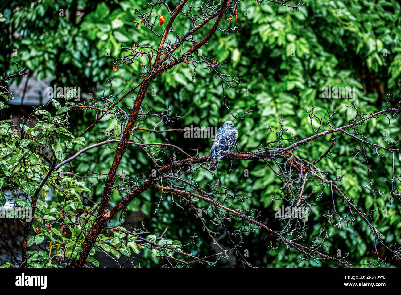 Pigeon bird on branch while raindrop weather. Pigeon standing in the ...