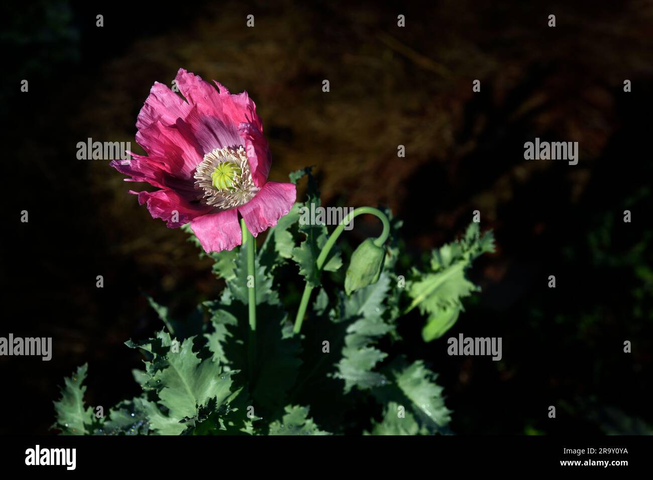 An opium poppy (Papaver somniferum) growing in a backyard garden in ...