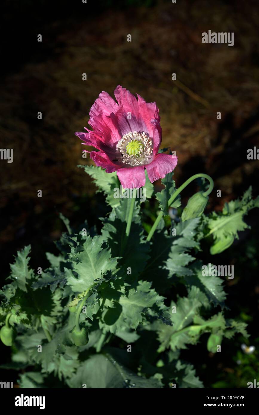 An opium poppy (Papaver somniferum) growing in a backyard garden in ...
