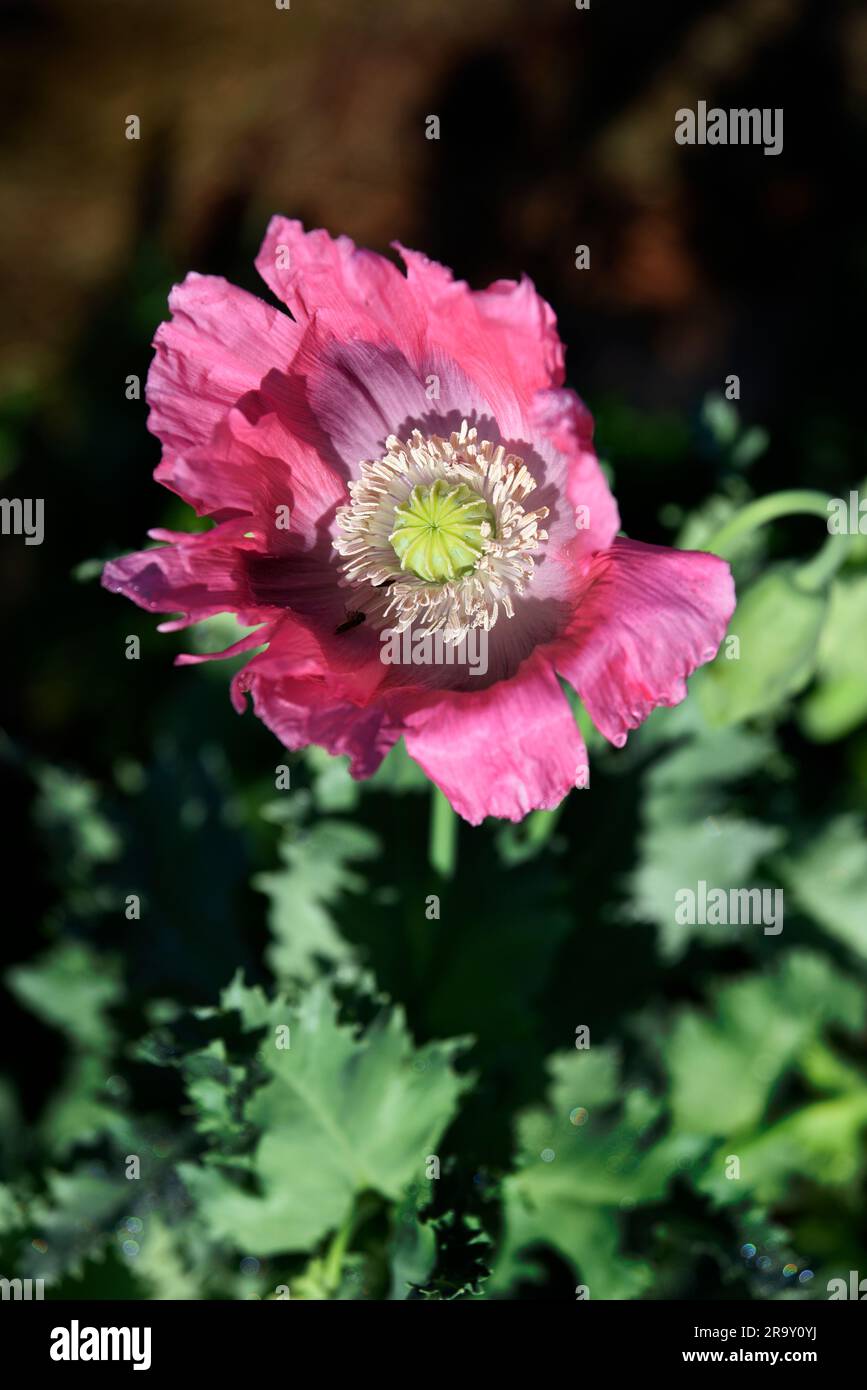 An opium poppy (Papaver somniferum) growing in a backyard garden in ...
