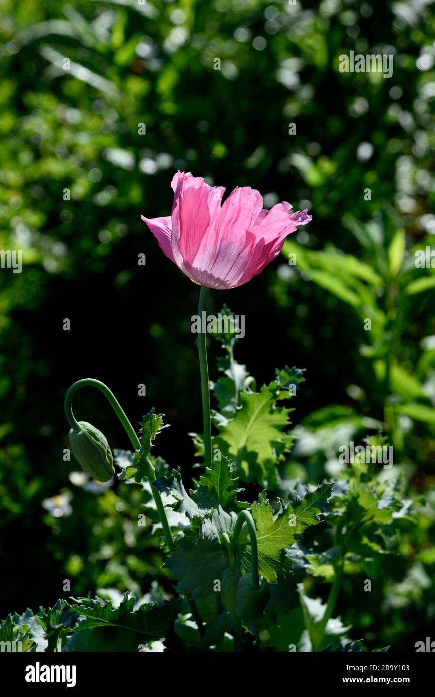 An opium poppy (Papaver somniferum) growing in a backyard garden in ...
