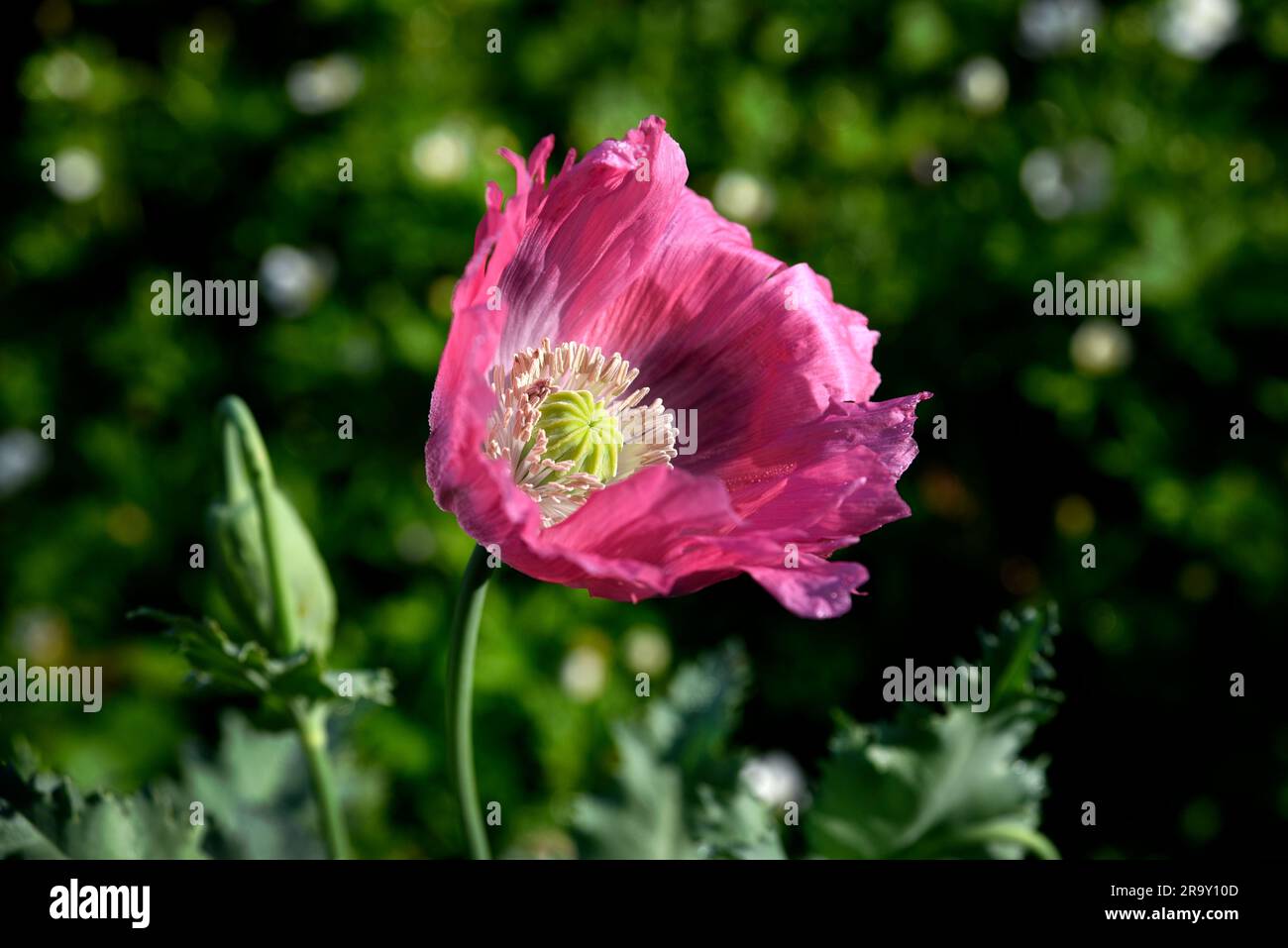 An opium poppy (Papaver somniferum) growing in a backyard garden in ...