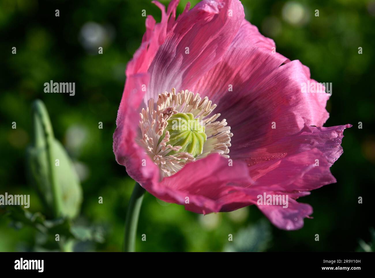 An opium poppy (Papaver somniferum) growing in a backyard garden in ...