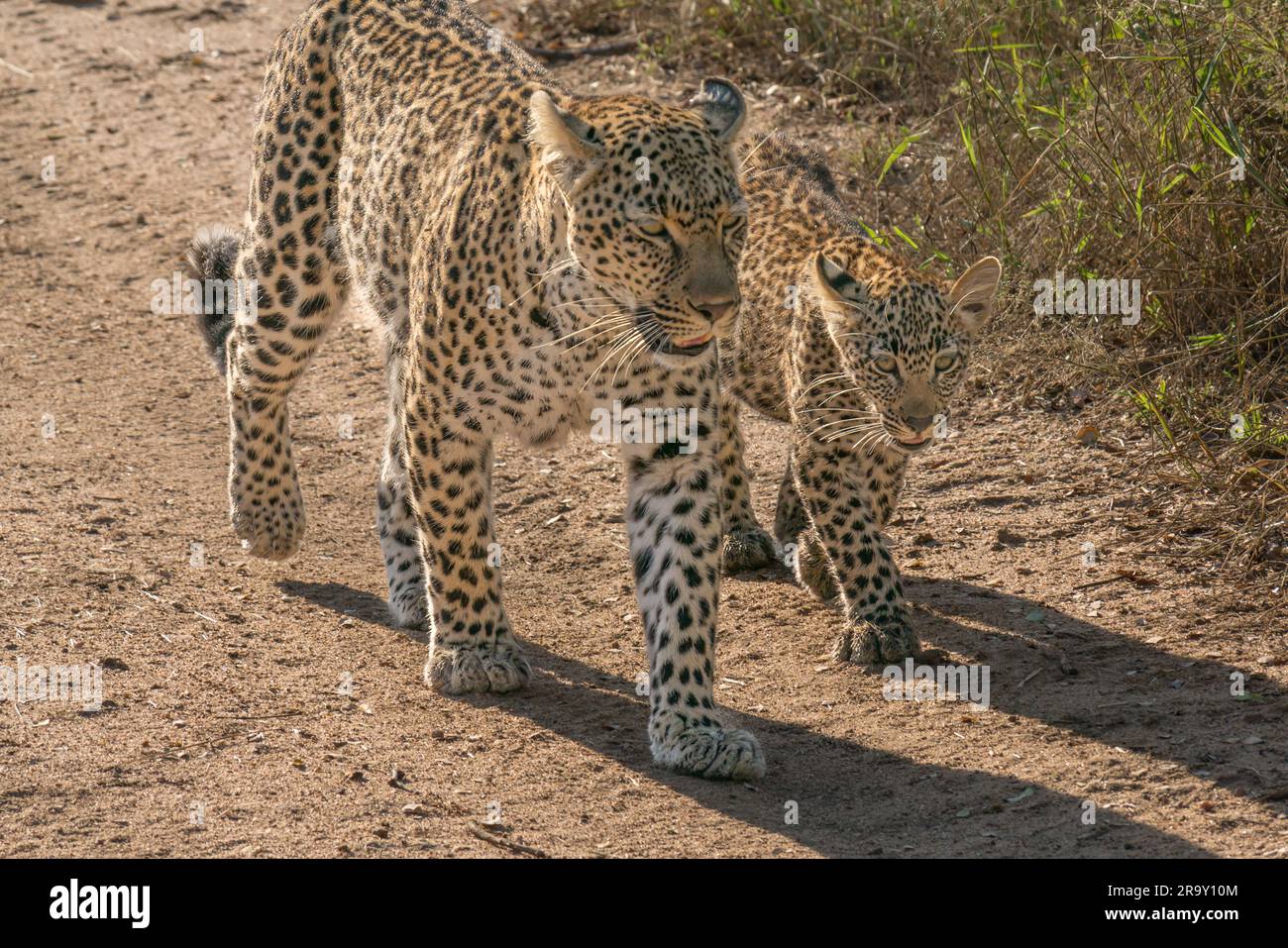 Female leopard (Panthera pardus) walking on dirt track with two young ...