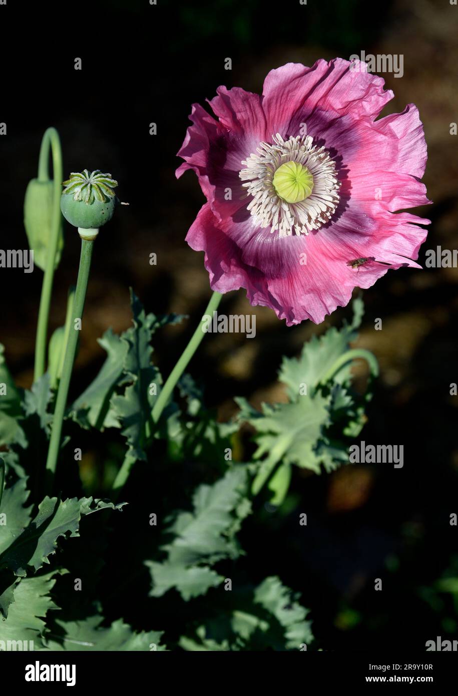 An opium poppy (Papaver somniferum) growing in a backyard garden in ...