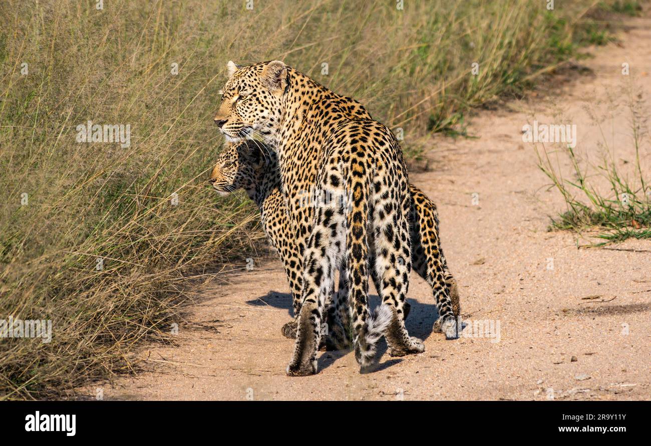 Leopardos Na Africa Best Places To See Leopards In Africa On Safari