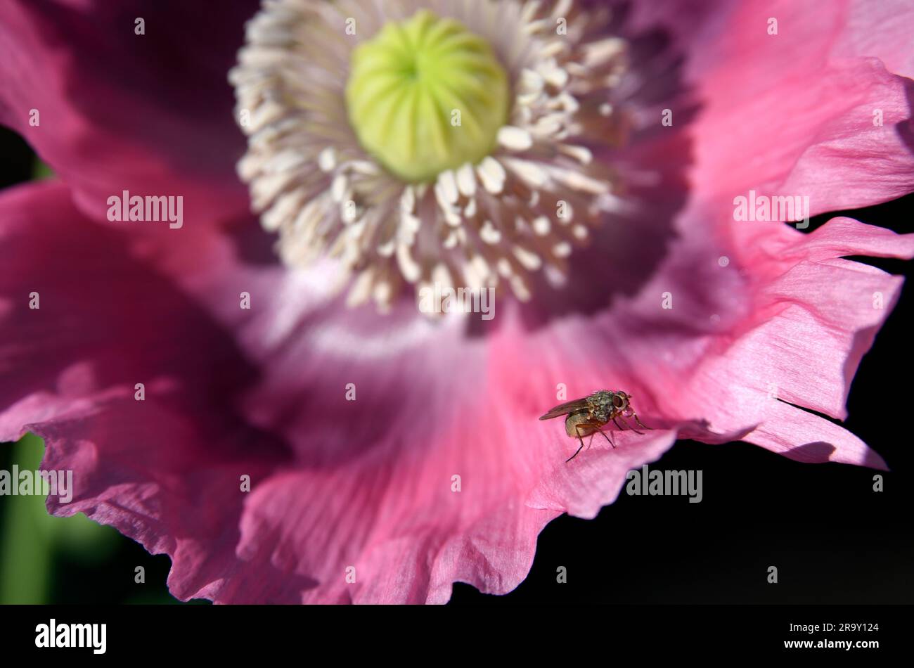 A housefly lands on an opium poppy (Papaver somniferum) growing in a ...