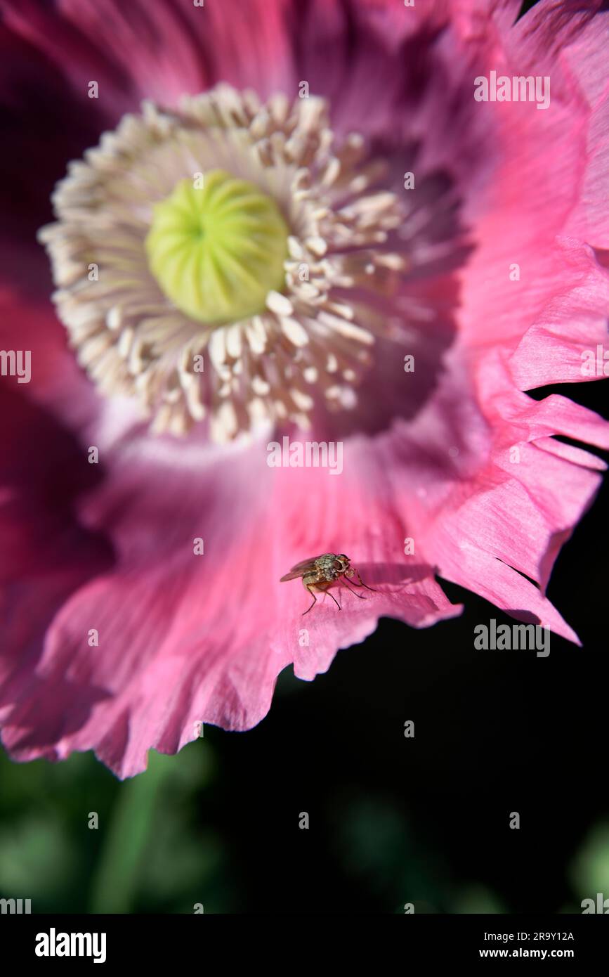 A housefly lands on an opium poppy (Papaver somniferum) growing in a ...