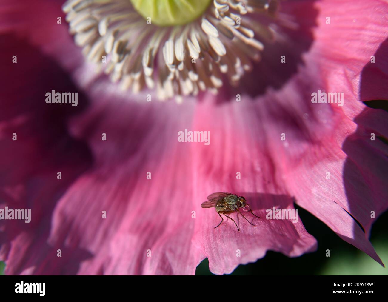 A housefly lands on an opium poppy (Papaver somniferum) growing in a ...