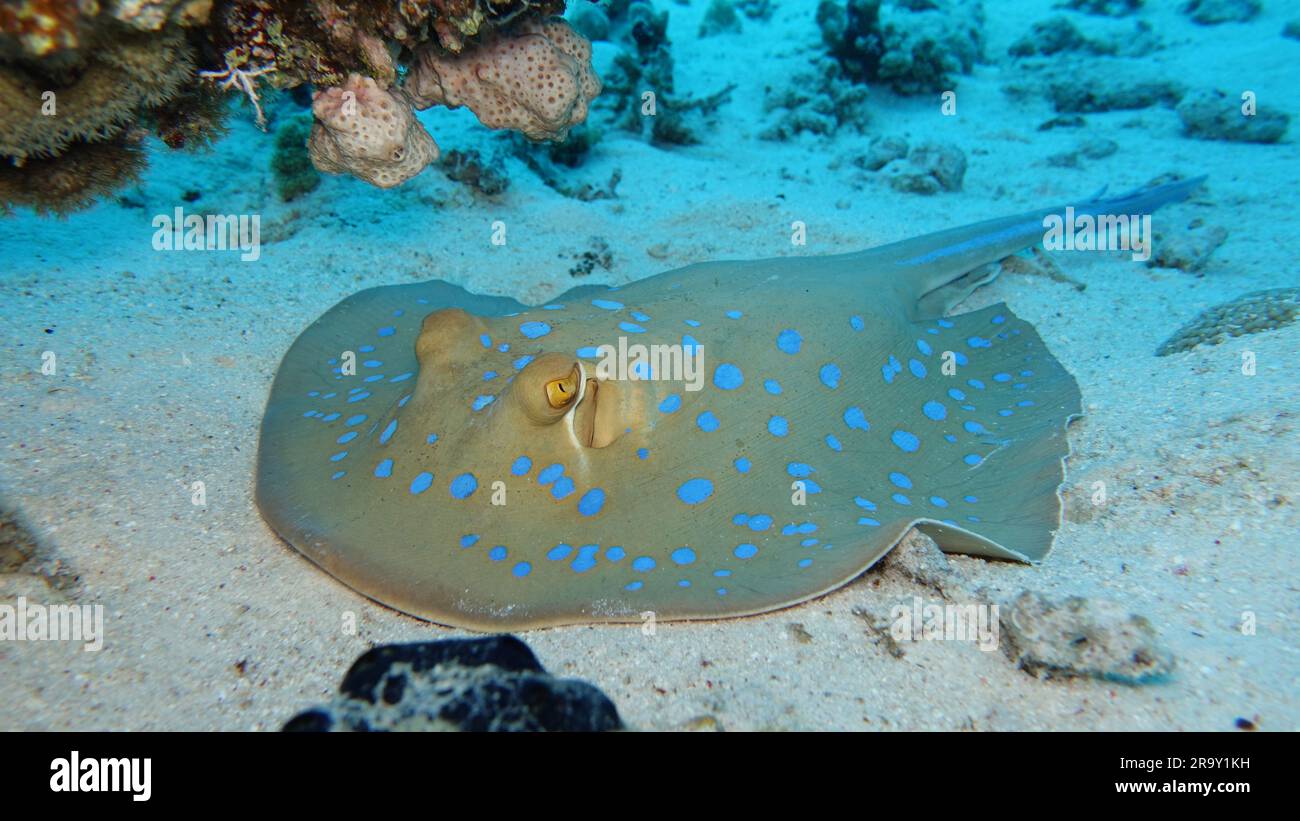 Bluespotted stingray, Red Sea Stock Photo - Alamy