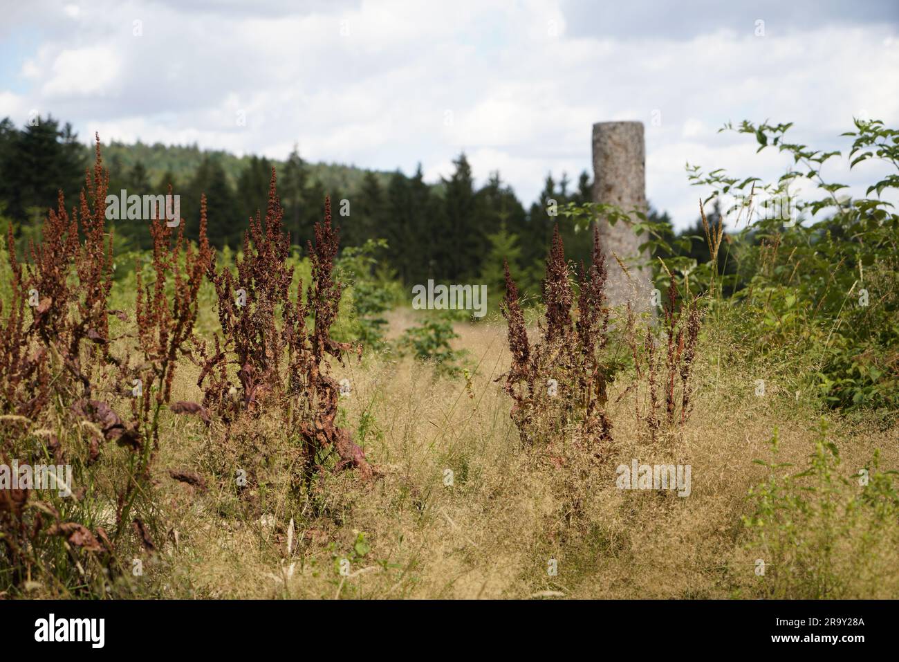 dying forests due to senseless clearing in the forest Tree stump in the ...