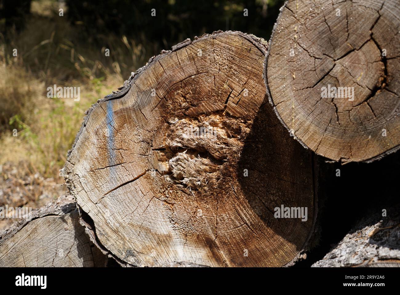 Forest dieback due to climate change, drought and storms and ...